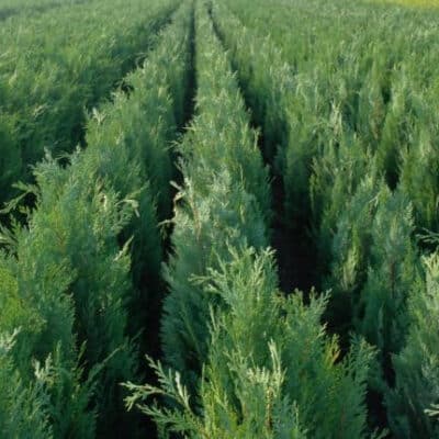 Dwergcipres Chamaecyparis Columnaris | Coniferen-bestellen.nl