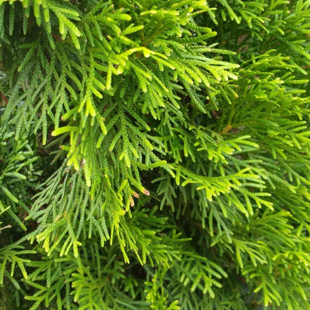 Coniferen direct van de kwekerij | Coniferen-bestellen.nl