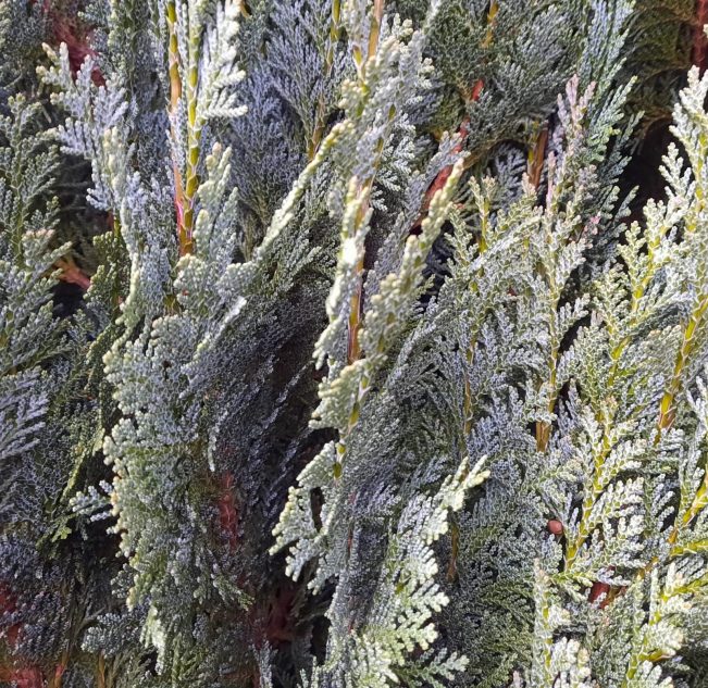 Chamaecyparis Lawsoniana 'Columnaris' voordelig kopen? | Coniferen ...
