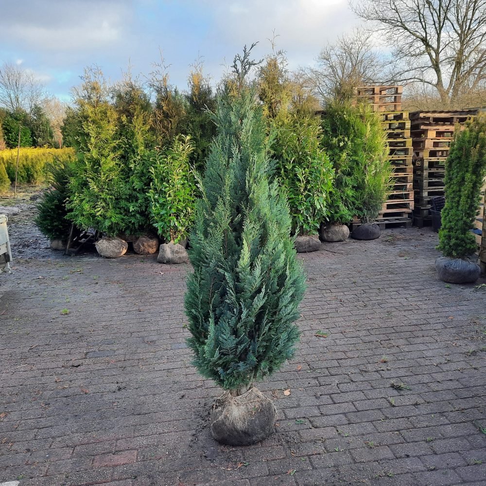 Columnaris maat 150-175 cm (2,5 coniferen per meter) | Coniferen ...