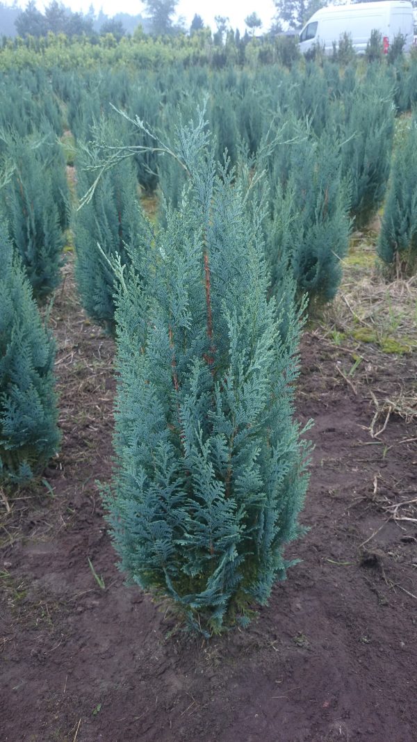 Columnaris maat 80-100 | www.coniferen-bestellen.nl