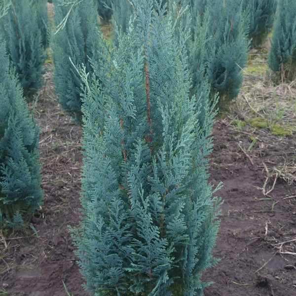 Dwergcipres Chamaecyparis Columnaris | Coniferen-bestellen.nl