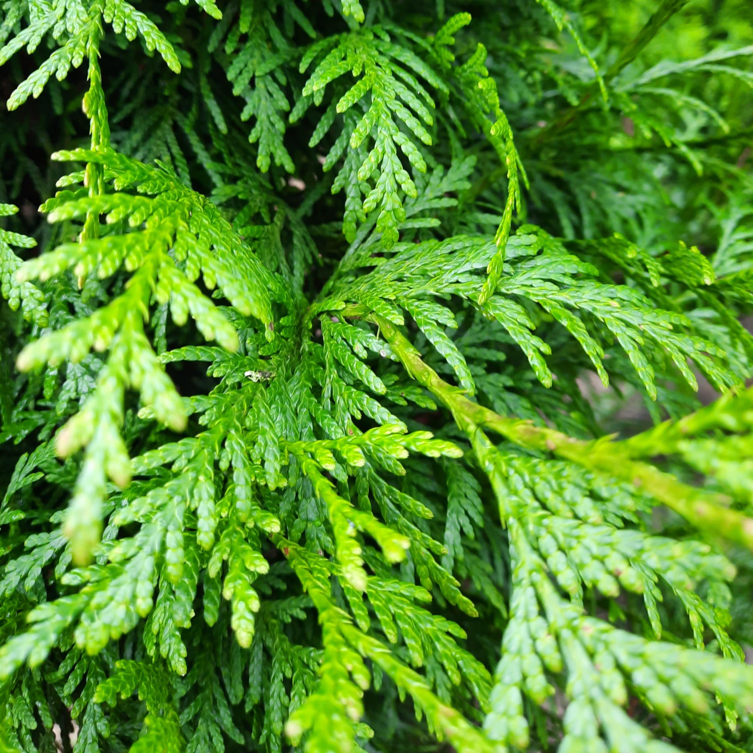 Thuja plicata Excelsa maat 180-200 | Coniferen-bestellen.nl