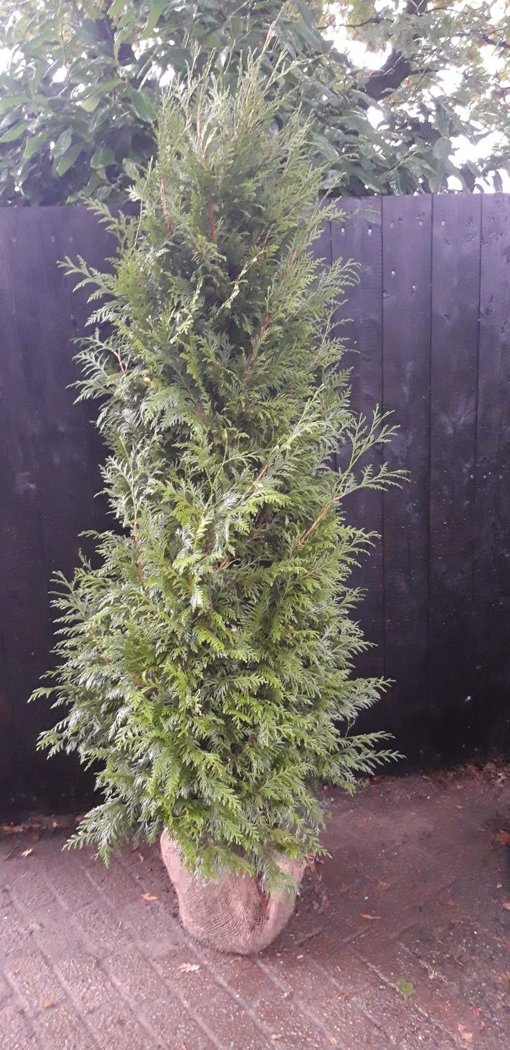 Thuja plicata Excelsa maat 200-225 cm | Coniferen-bestellen.nl