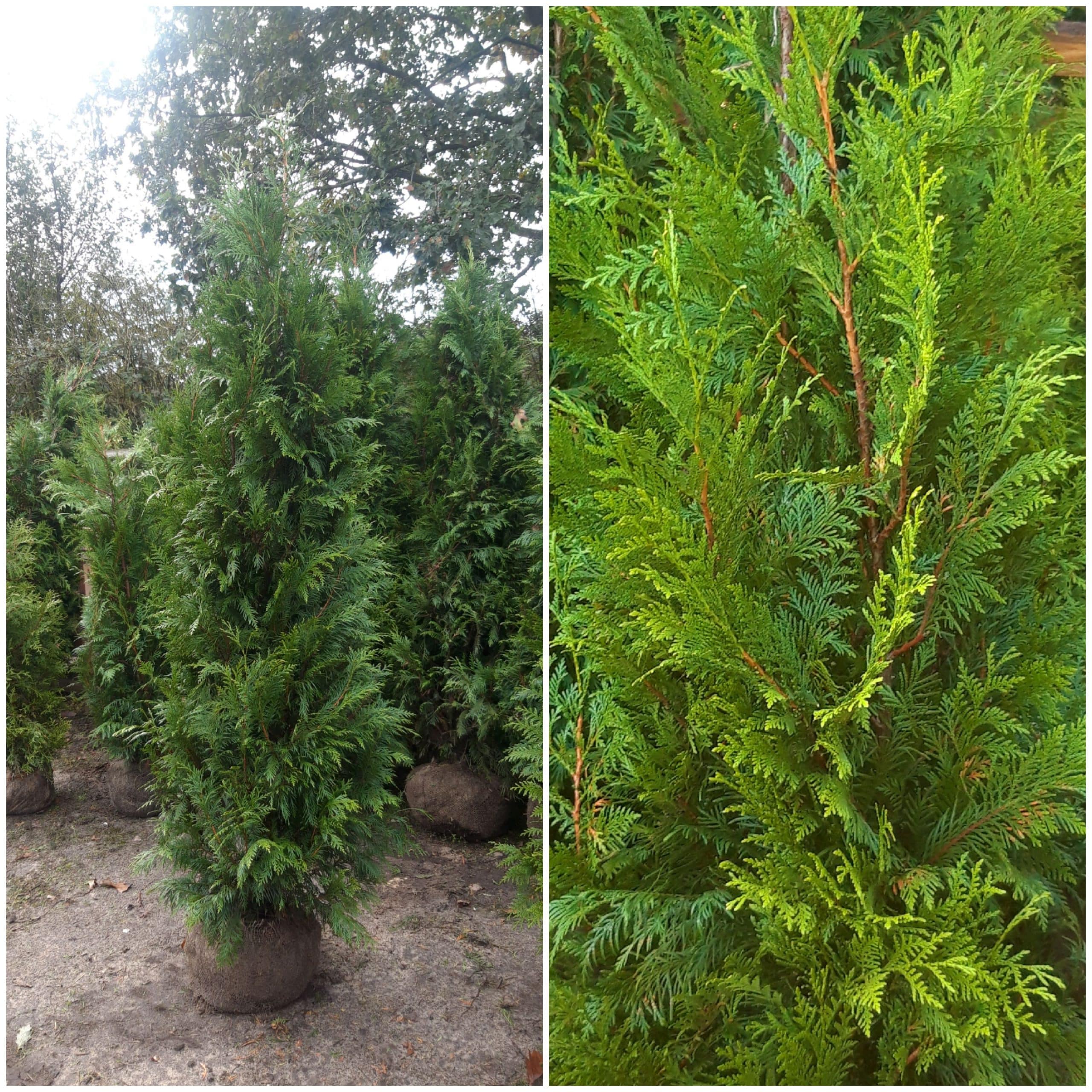 Thuja plicata 'Excelsa' maat 225-250 cm (2,5 coniferen per meter ...