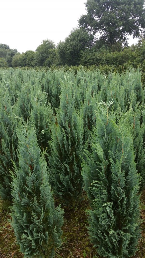 Columnaris maat 120-140 cm | Coniferen-bestellen.nl