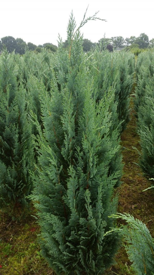 Columnaris maat 100-120 | www.coniferen-bestellen.nl