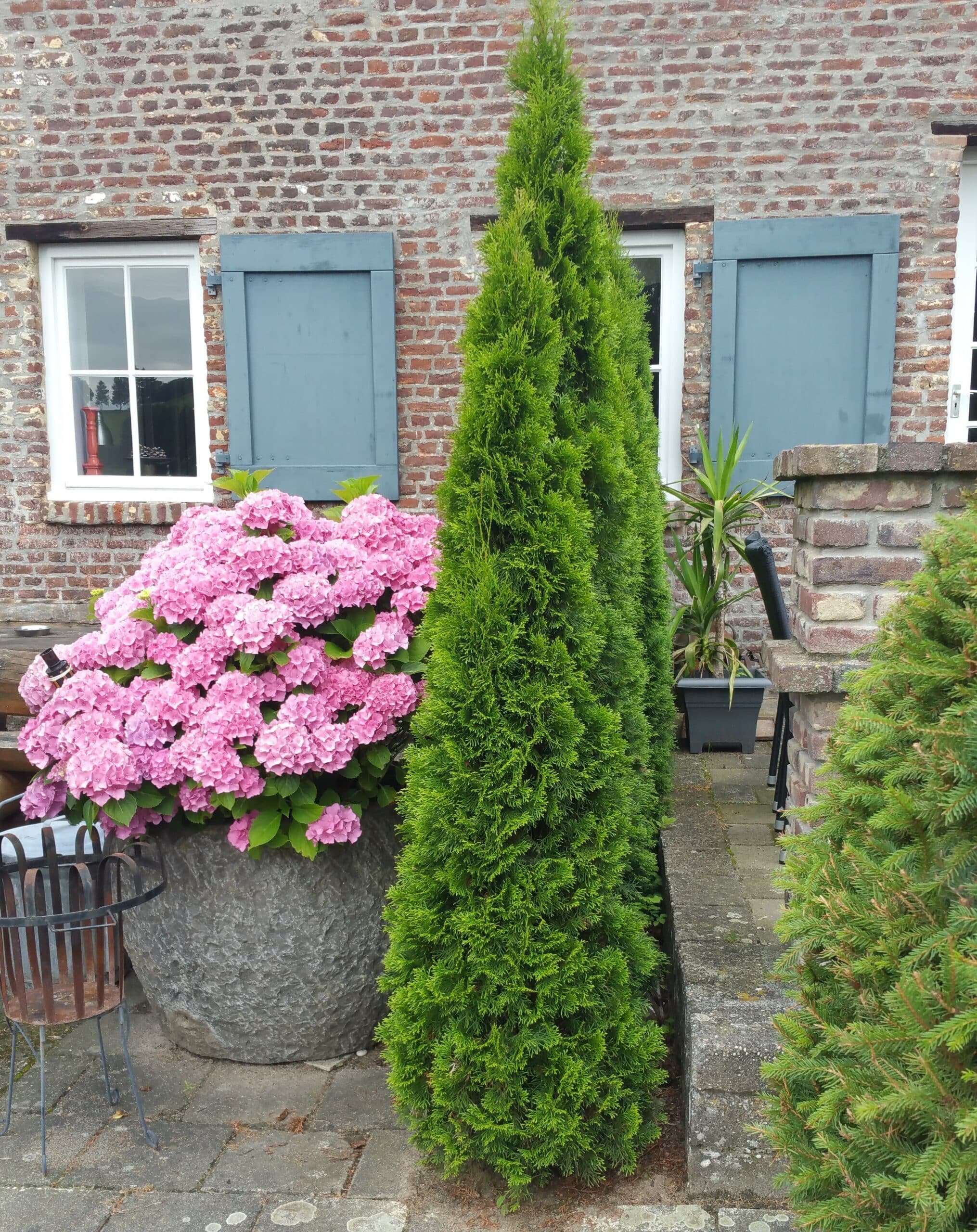 Waarom kiezen voor een (sier)conifeer? | Coniferen-bestellen.nl