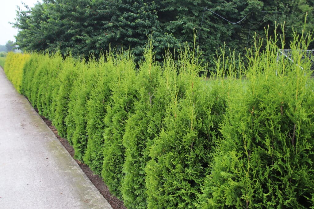 Thuja occidentalis King of Brabant potgekweekt | Coniferen-bestellen.nl