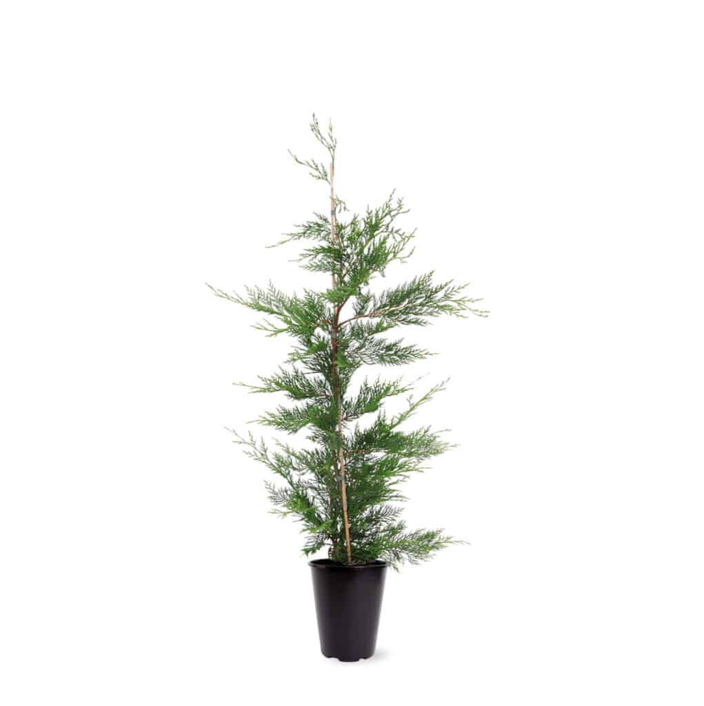 Cupressocyparis leylandii 100-125 cm | Coniferen-bestellen.nl